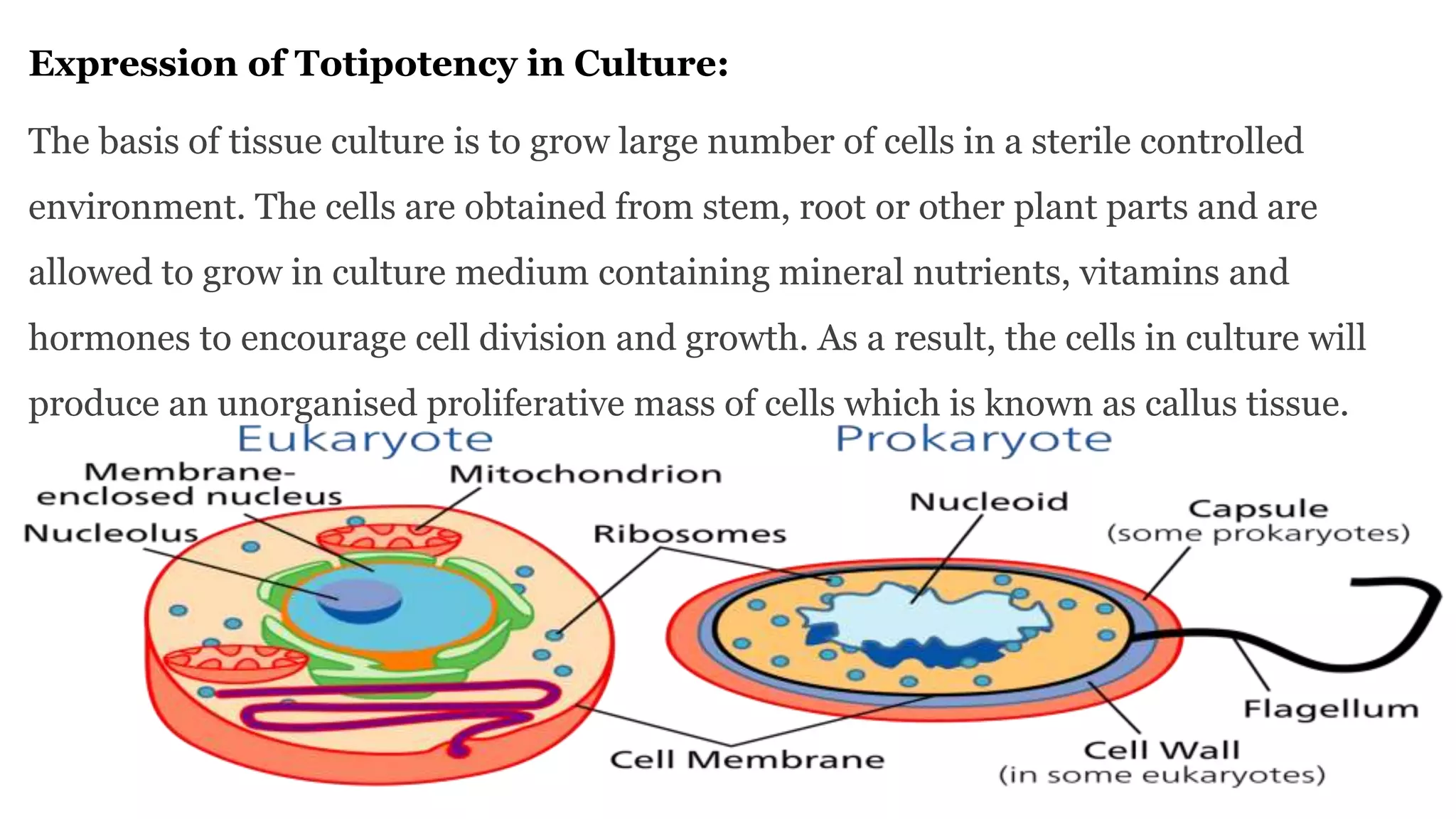 totipotency | PPTX