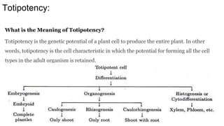 totipotency | PPTX