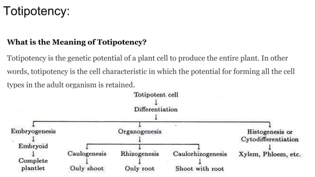 totipotency | PPTX