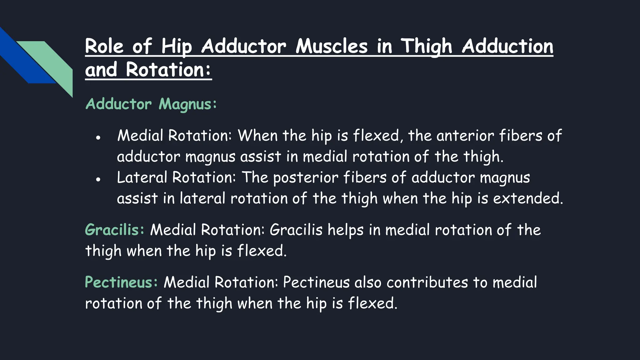 Hip abductors lower limb anatomy......... | PPTX