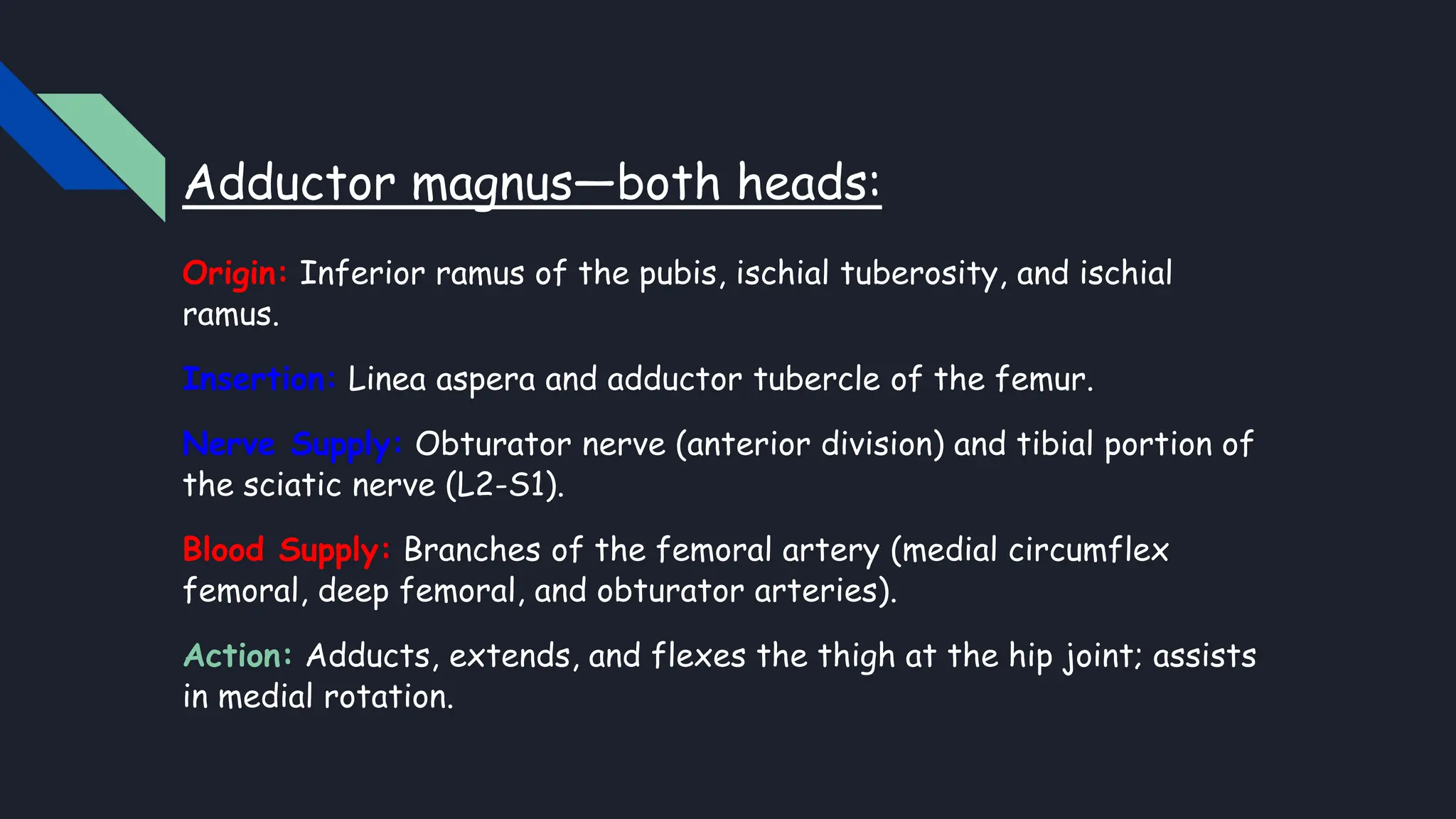 Hip abductors lower limb anatomy......... | PPTX