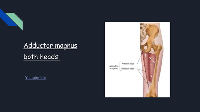 Hip abductors lower limb anatomy......... | PPT