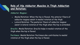 Hip abductors lower limb anatomy......... | PPTX