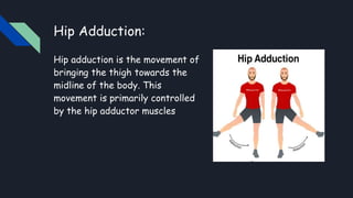 Hip abductors lower limb anatomy......... | PPTX