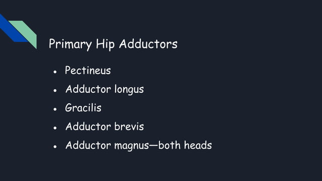 Hip abductors lower limb anatomy......... | PPT