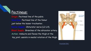 Hip abductors lower limb anatomy......... | PPTX