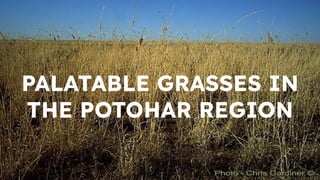 palatable grasses in the potohar in region | PPT