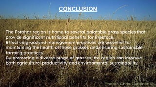 palatable grasses in the potohar in region | PPT