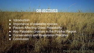 palatable grasses in the potohar in region | PPT