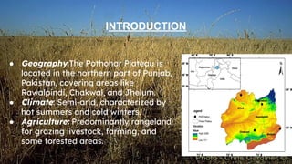palatable grasses in the potohar in region | PDF
