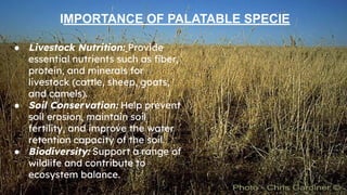 palatable grasses in the potohar in region | PPT