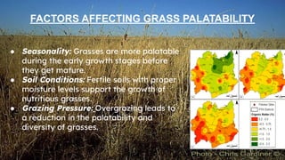 palatable grasses in the potohar in region | PDF