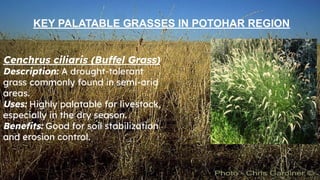 palatable grasses in the potohar in region | PPT