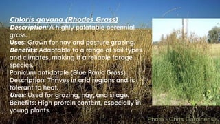 palatable grasses in the potohar in region | PDF
