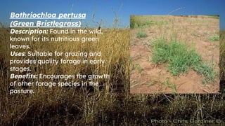 palatable grasses in the potohar in region | PDF