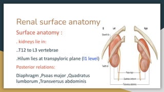 Anatomy of kidney, blood supply and drainage of kidney and renal ...