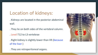 Anatomy of kidney, blood supply and drainage of kidney and renal ...