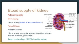 Anatomy of kidney, blood supply and drainage of kidney and renal ...