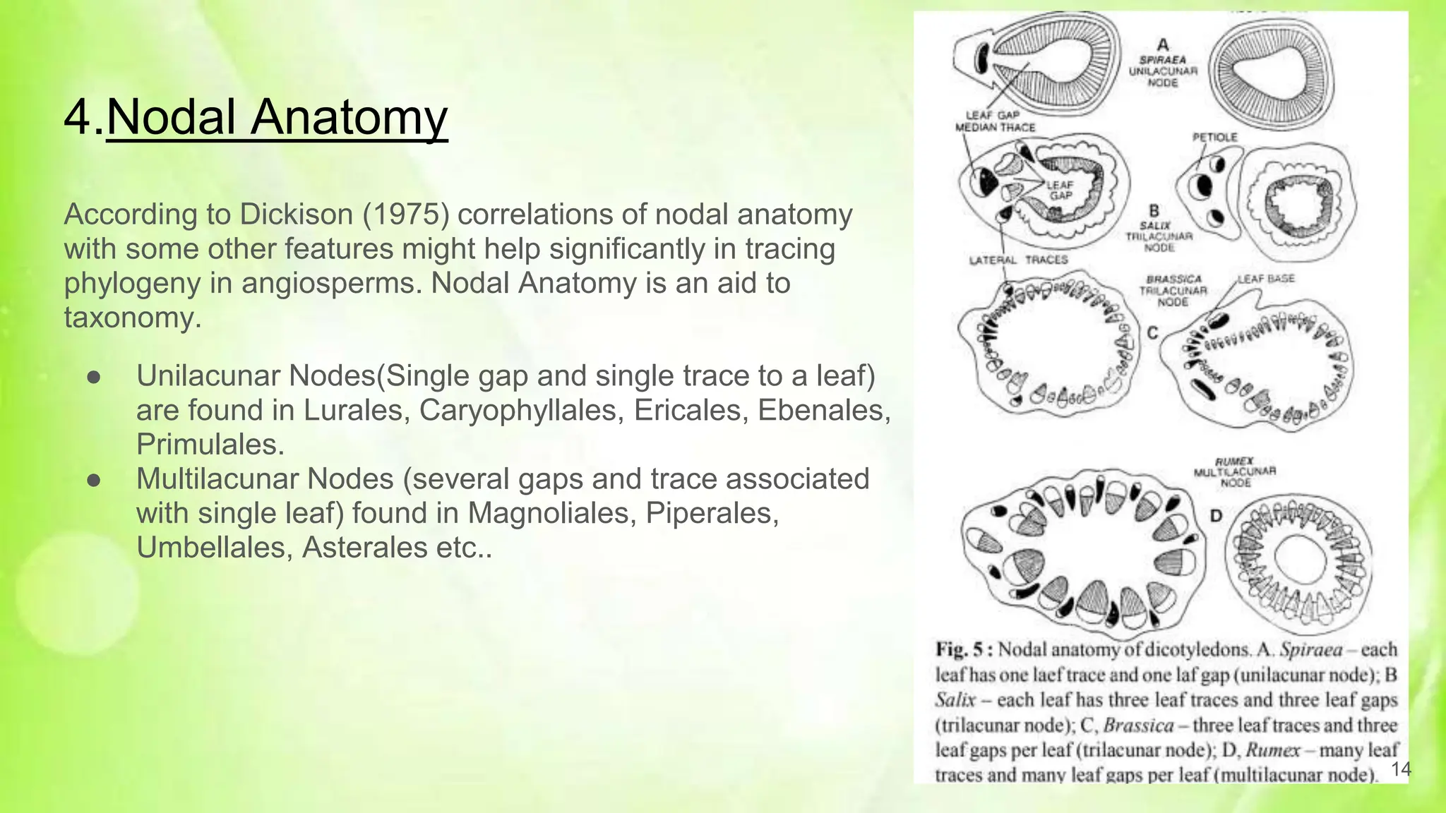 Scope and significance of plant anatomyy | PPTX