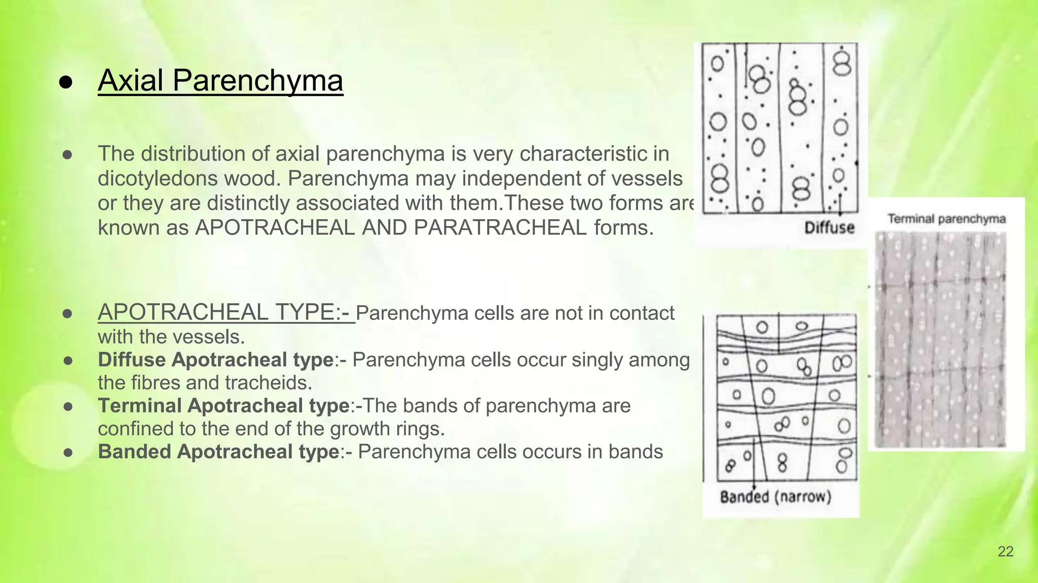 Scope and significance of plant anatomyy | PPTX