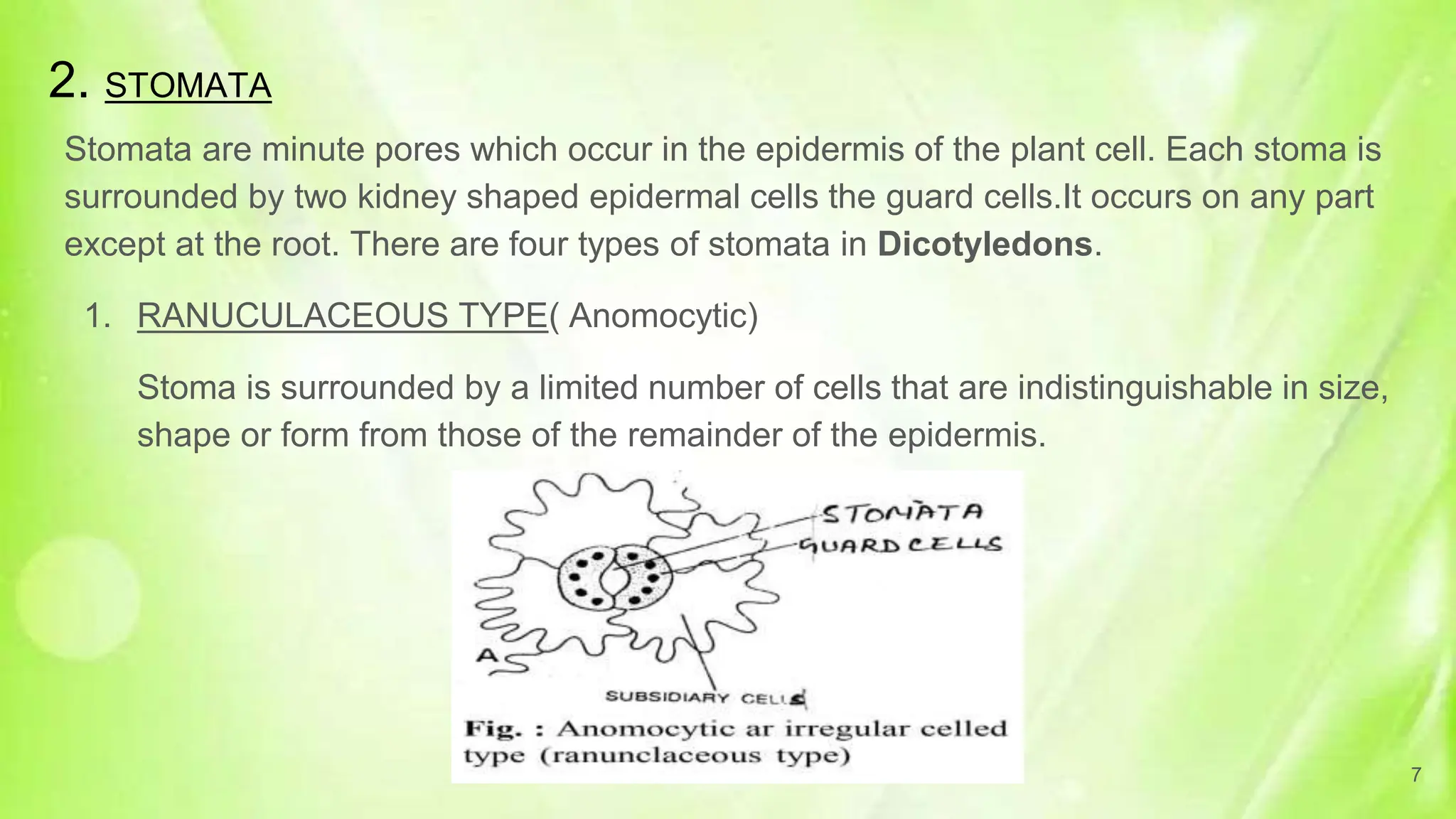 Scope and significance of plant anatomyy | PPTX