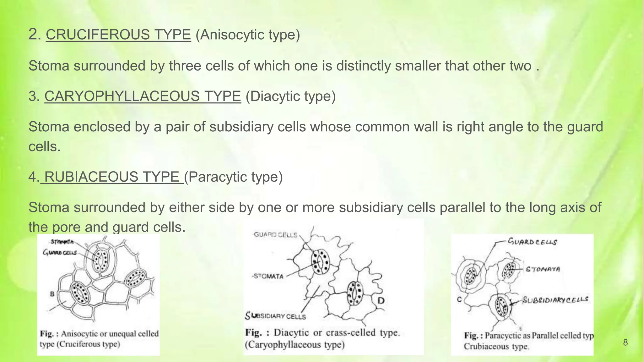 Scope and significance of plant anatomyy | PPTX