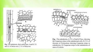 Scope and significance of plant anatomyy | PPTX