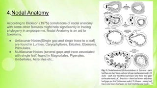 Scope and significance of plant anatomyy | PPTX