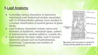 Scope and significance of plant anatomyy | PPTX