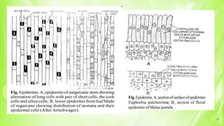 Scope and significance of plant anatomyy | PPTX