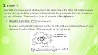 Scope and significance of plant anatomyy | PPTX