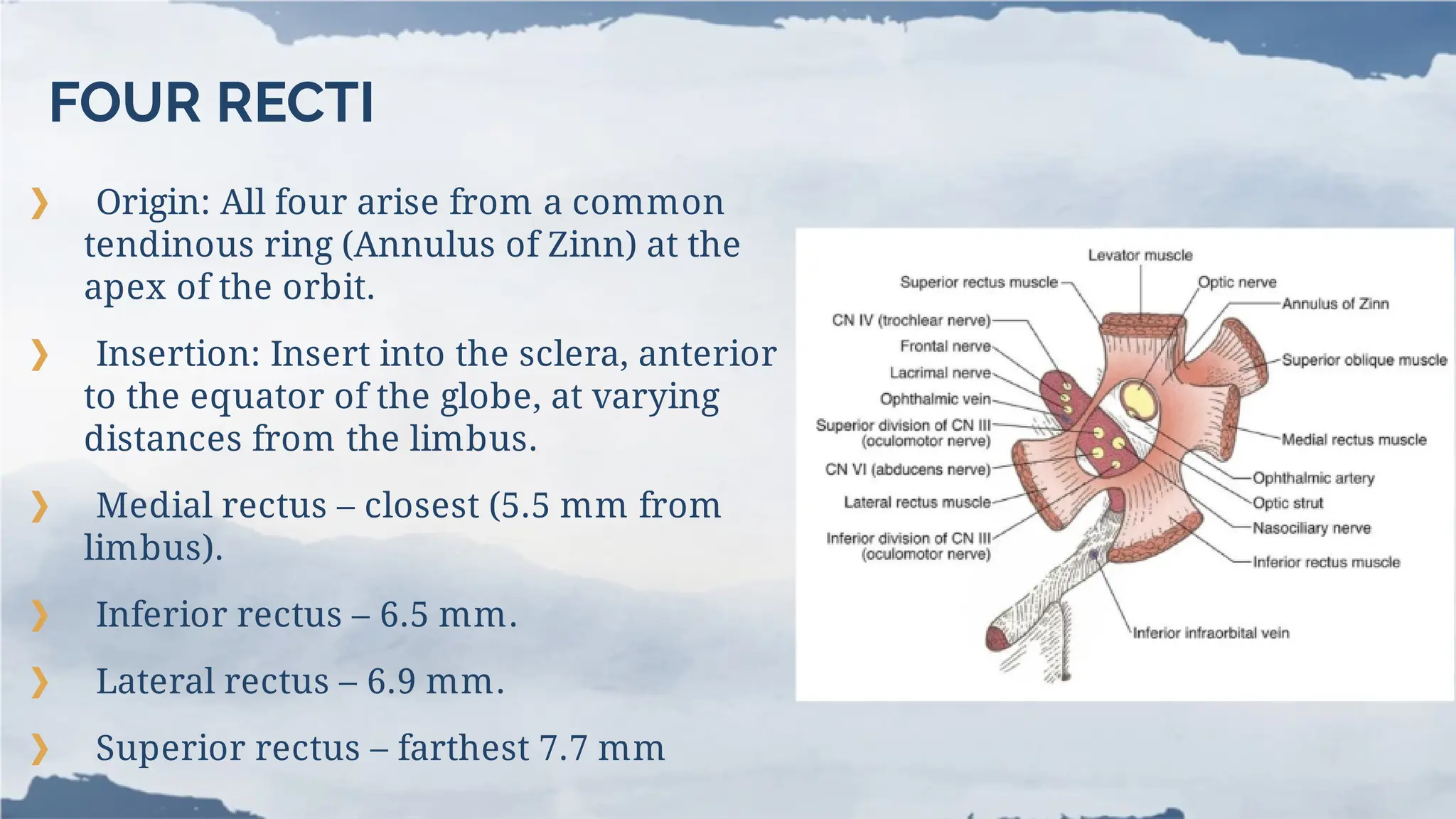 Anatomy of extra ocular muscles........... | PDF
