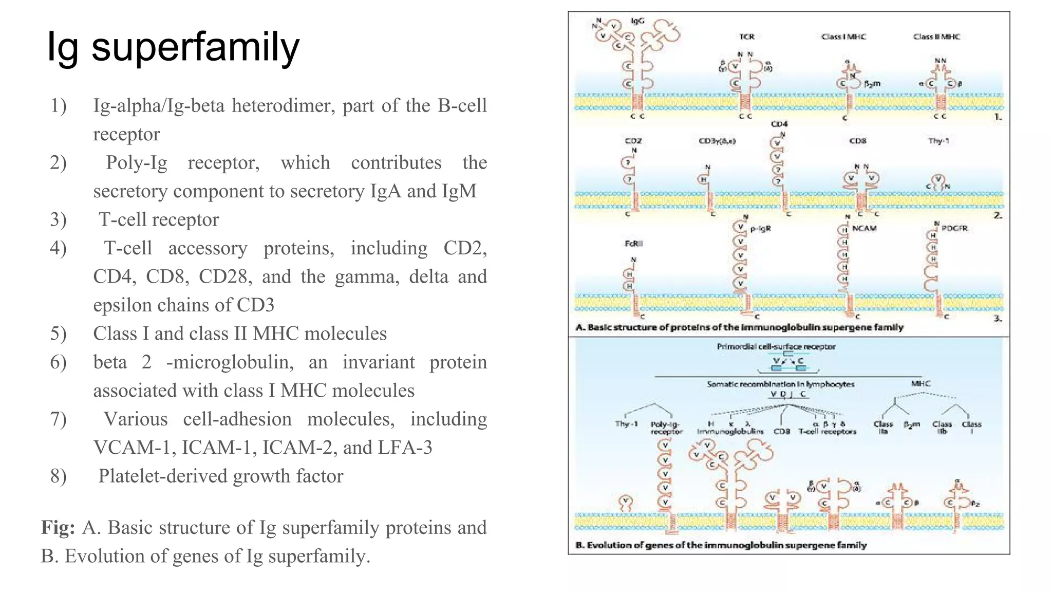 Immunoglobulins | PDF