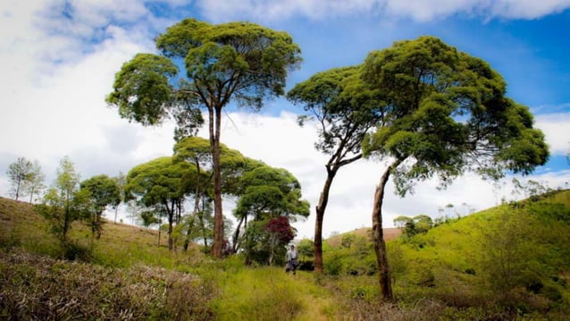 TROPICAL GRASSLAND | PPT