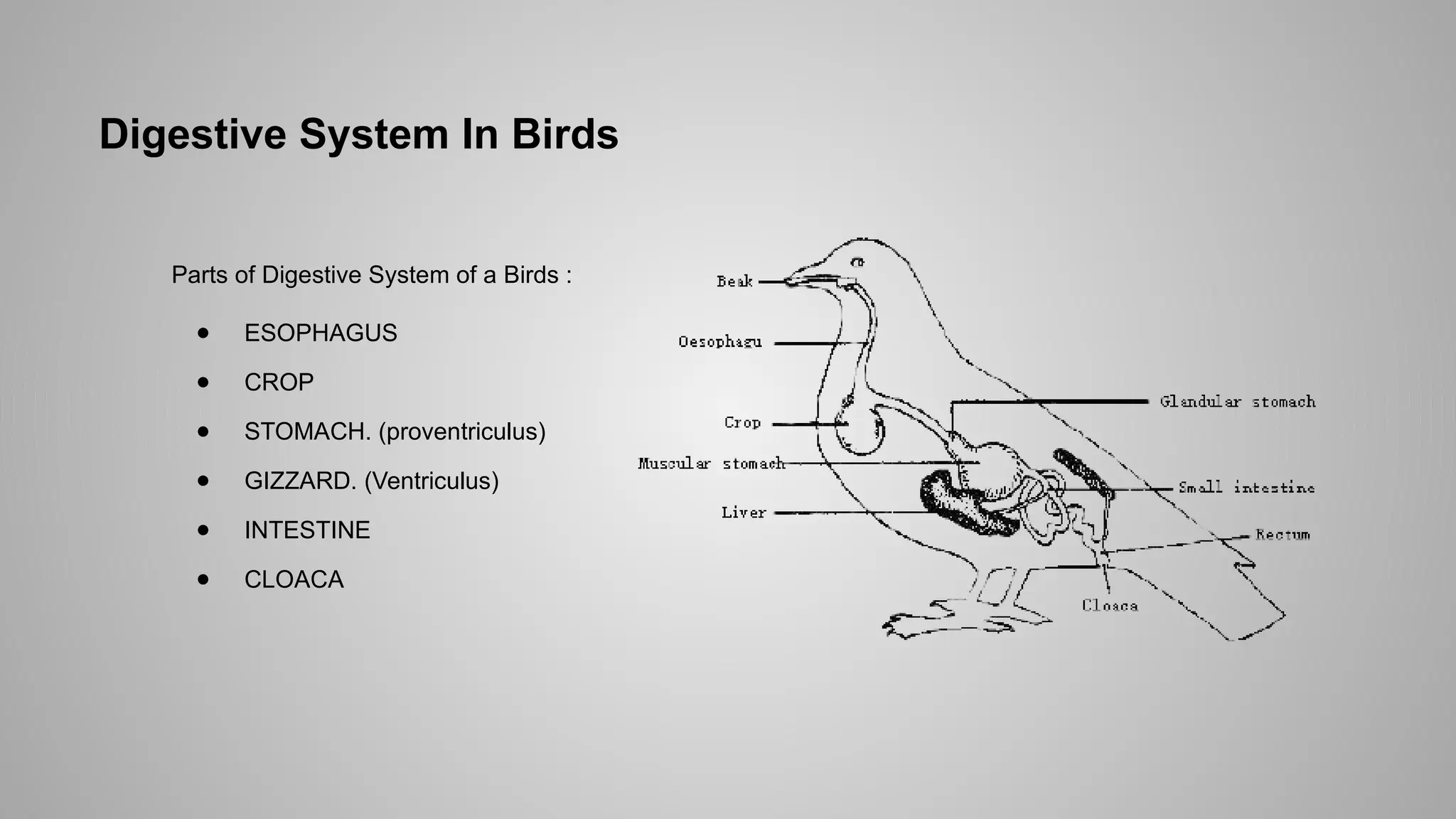 Digestive system of frog and pegion in Animal Biology | PPT
