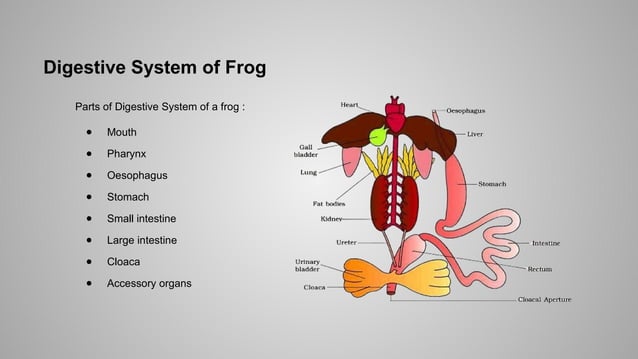 Digestive system of frog and pegion in Animal Biology | PPTX