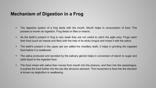 Digestive system of frog and pegion in Animal Biology | PPTX