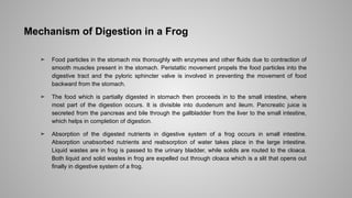 Digestive system of frog and pegion in Animal Biology | PPTX
