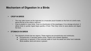 Digestive system of frog and pegion in Animal Biology | PPT