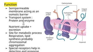cell membrane and cytoplasmic matrix microbiology | PPT