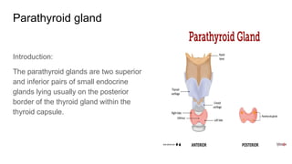 PARATHYROID GLAND_BSC 6TH SEMESTER_ZOOLOGY_DEPARTMENT | PPTX