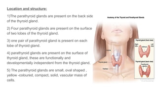 PARATHYROID GLAND_BSC 6TH SEMESTER_ZOOLOGY_DEPARTMENT | PPTX