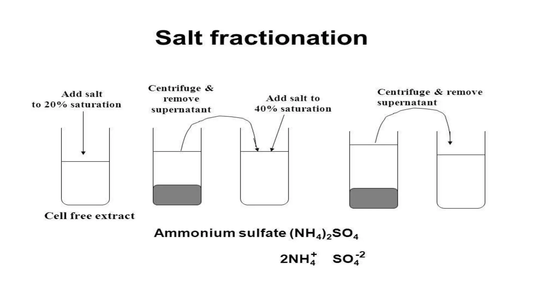 SALT FRACTIONATION - PROTEINS AND ENZYMES ASSIGNMENT | PPTX