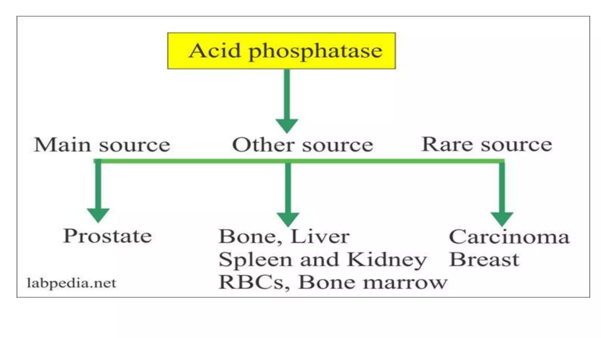 ACID PHOSPHATASE - PROTEINS AND ENZYMES ASSIGNMENT | PPTX