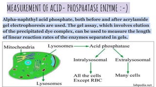 ACID PHOSPHATASE - PROTEINS AND ENZYMES ASSIGNMENT | PPTX