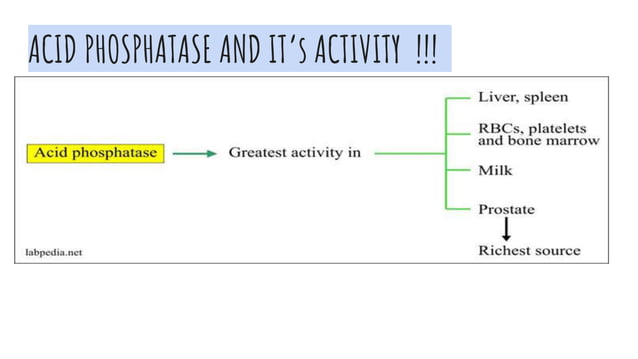 ACID PHOSPHATASE - PROTEINS AND ENZYMES ASSIGNMENT | PPTX | Blood ...