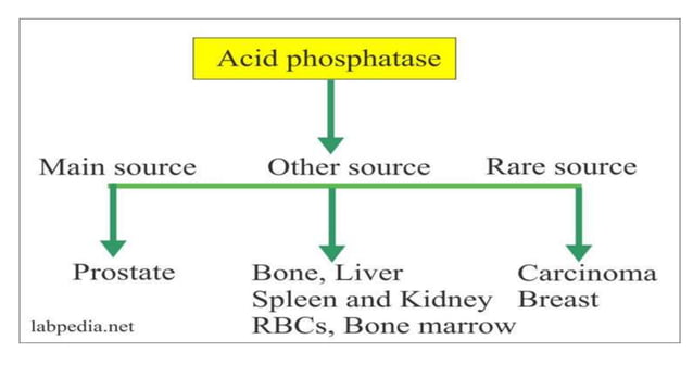 ACID PHOSPHATASE - PROTEINS AND ENZYMES ASSIGNMENT | PPTX | Blood ...