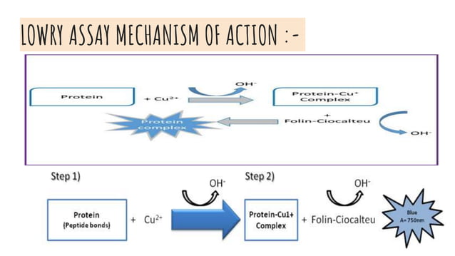 DIFFERENT METHODS OF PROTEIN ESTIMATION - PROTEINS AND ENZYMES ...