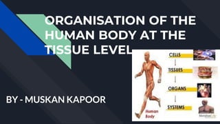 organisation of human body at tissue level | PPTX