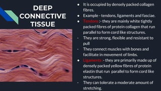 organisation of human body at tissue level | PPT